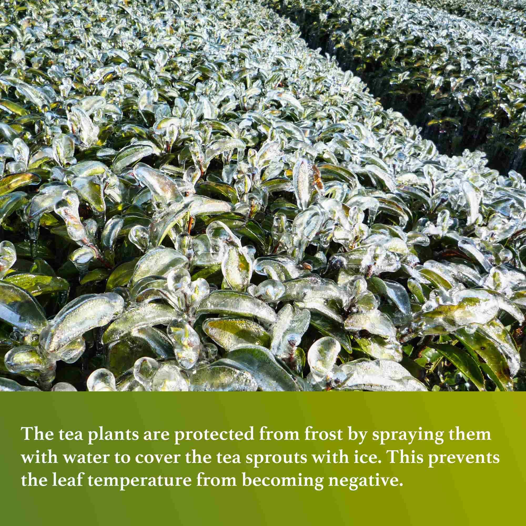discover green tea brewing tips