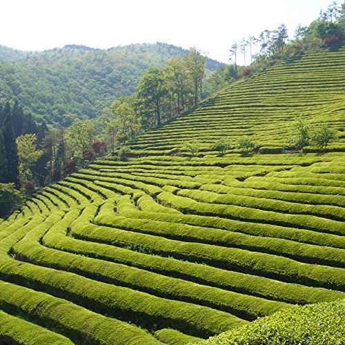 discover what is green tea