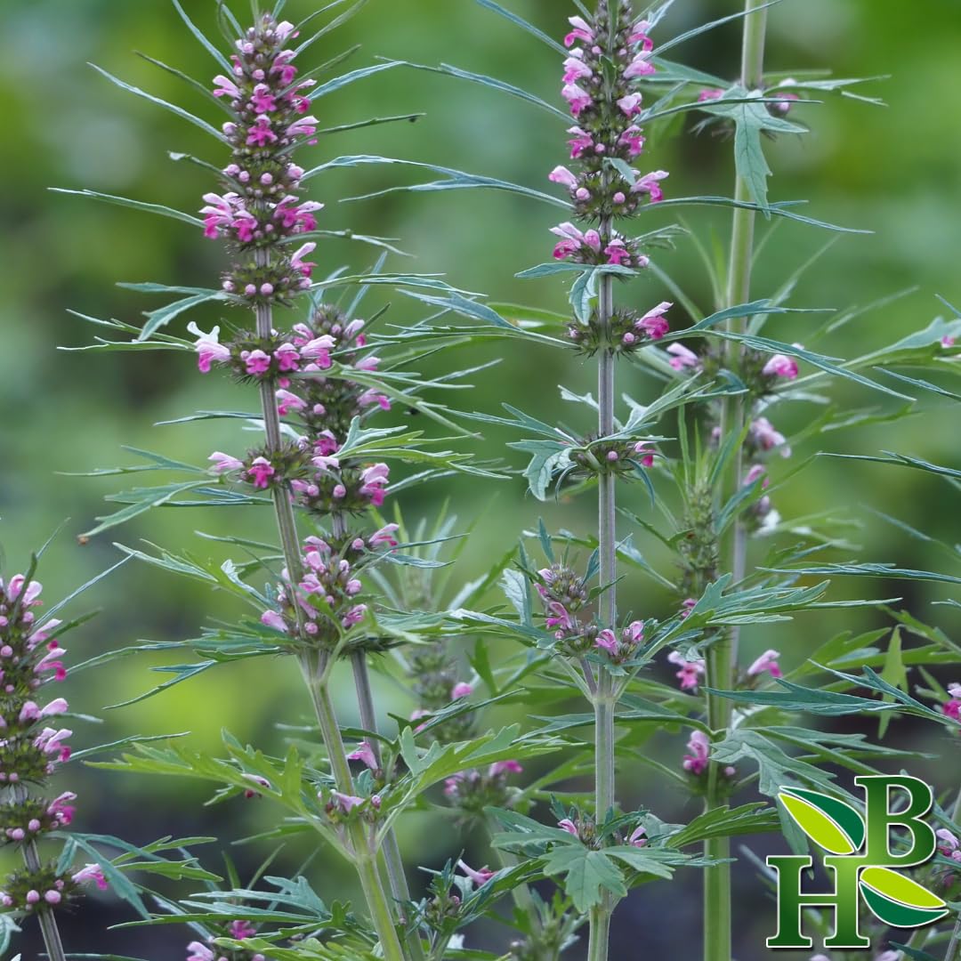 DIY herbal blends with motherwort