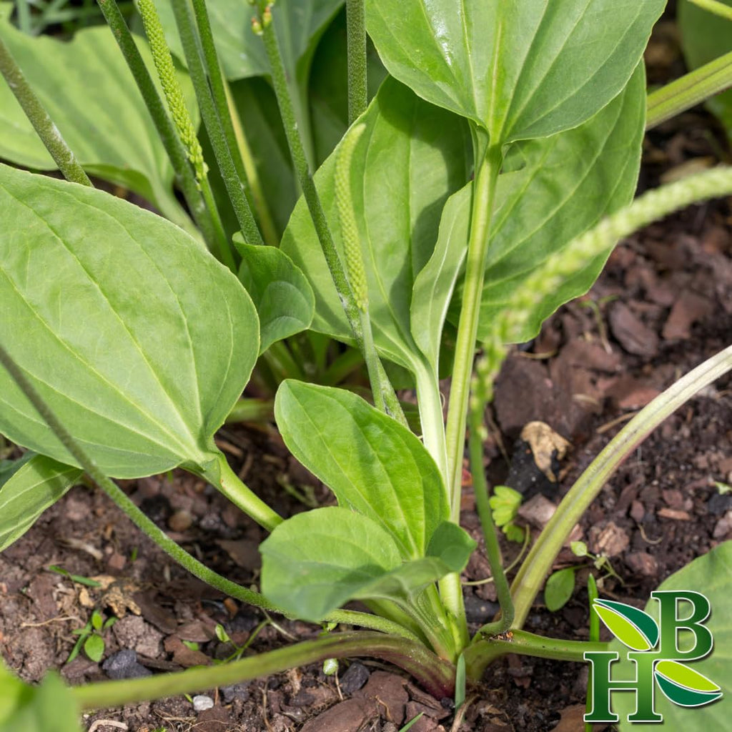 DIY herbal blends with plantain leaf