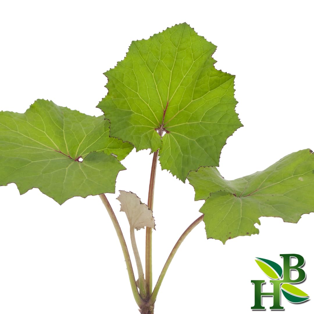 DIY herbal preparations with coltsfoot