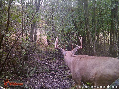 Domain Outdoor Recharge deer vitamins