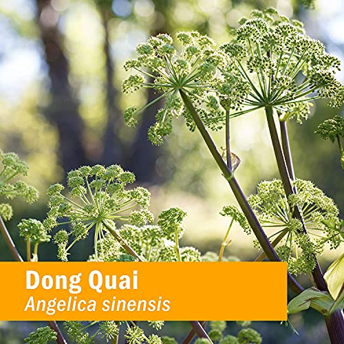 dong quai for menstrual cycle regulation