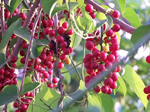 Dr. Gumman's herbal wellness formula