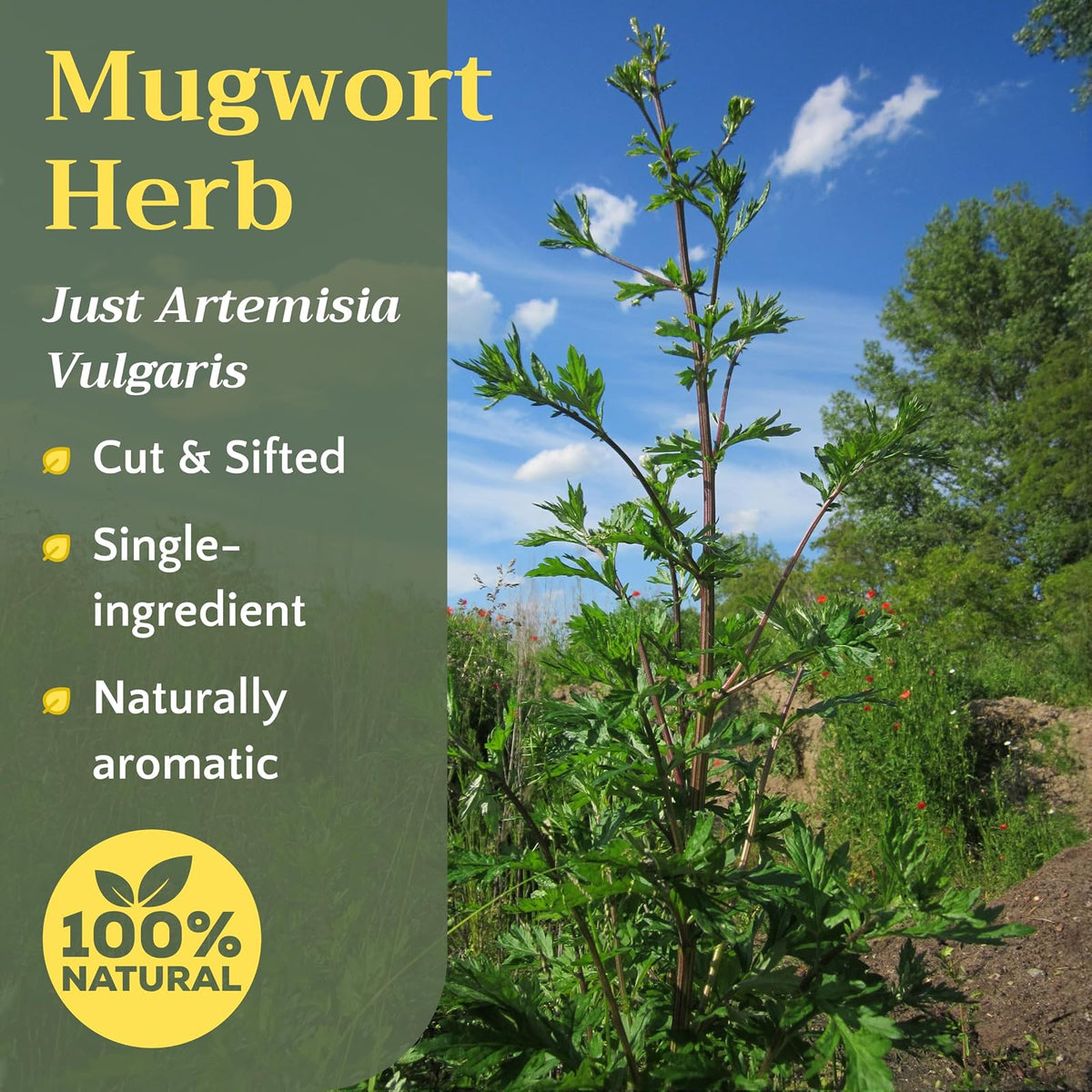 Dried Artemisia Vulgaris benefits