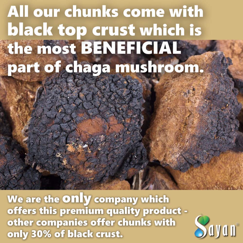 dried chaga mushrooms for health