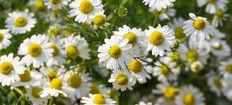 dried chamomile tea for brewing