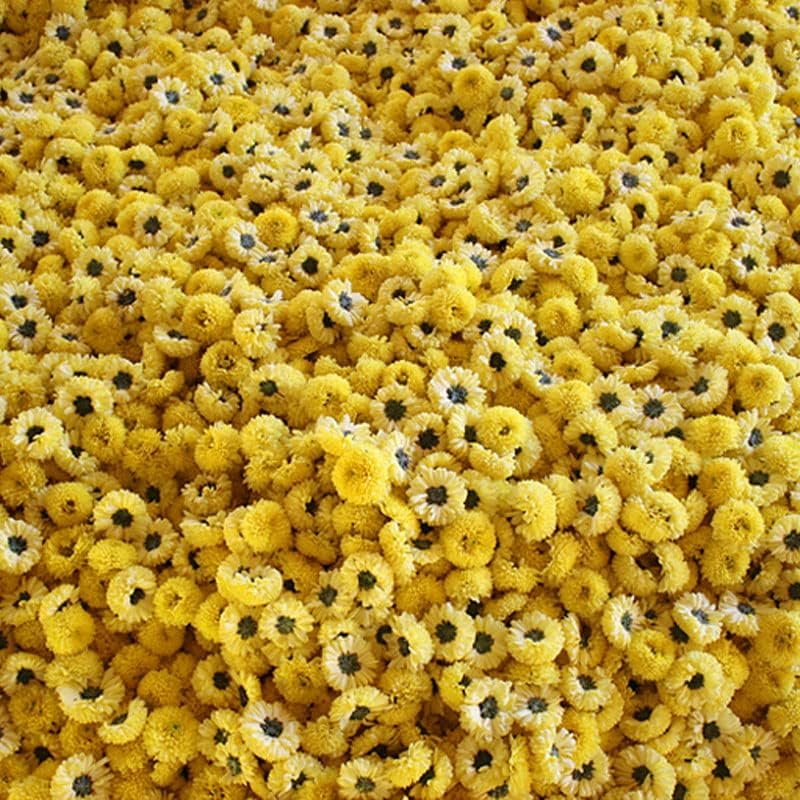 Dried chrysanthemum flowers for brewing
