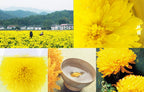 dried chrysanthemum for wellness