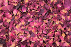 dried edible rose petals for baking