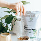 dried elderflowers for soothing brews