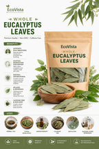 Dried eucalyptus leaves for herbal infusion