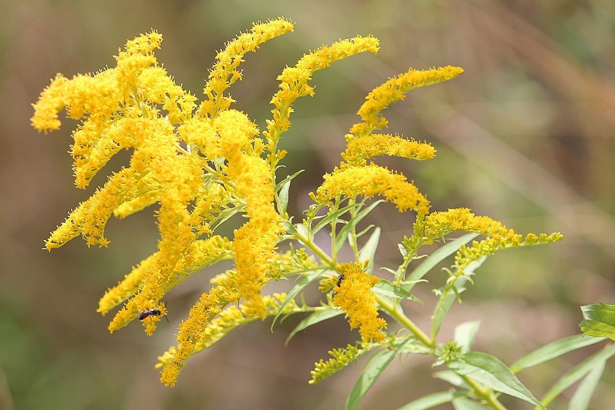 Dried goldenrod tea for natural remedies