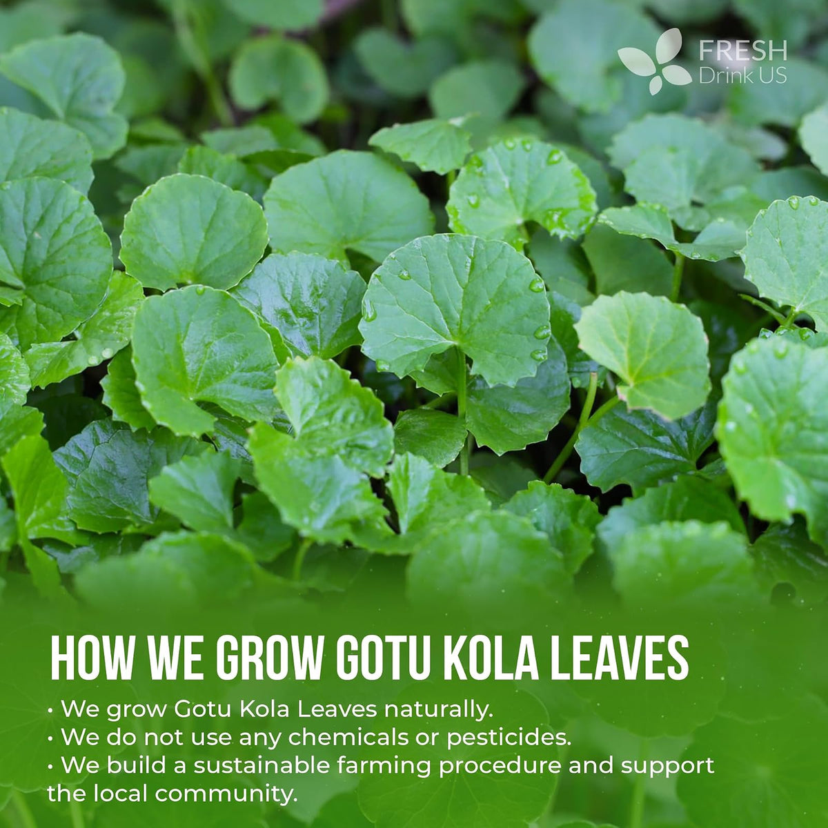 dried gotu kola for skin health