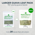 Dried guava leaves for brewing tea