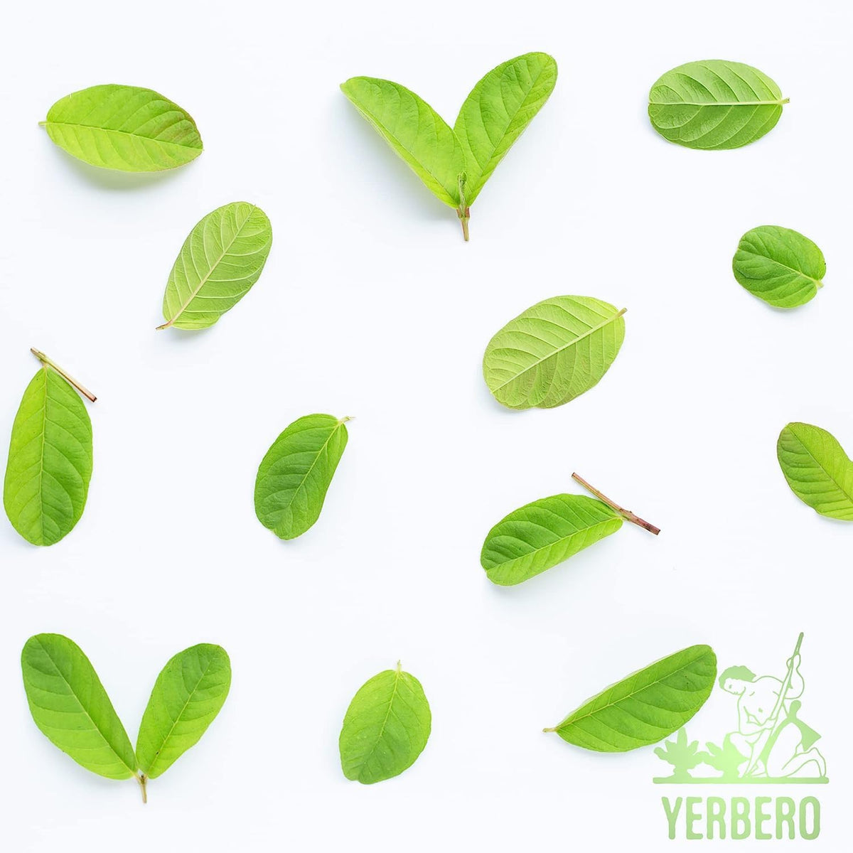 dried guava leaves for detox
