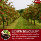 dried hawthorn berries for wellness