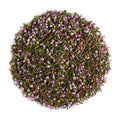dried heather flowers whole leaf herb