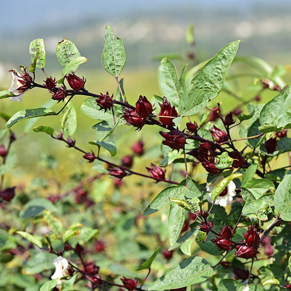 dried hibiscus for health benefits