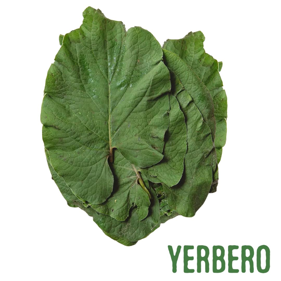 dried Hierba Santa leaves for tea