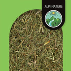 dried horsetail herb infusion