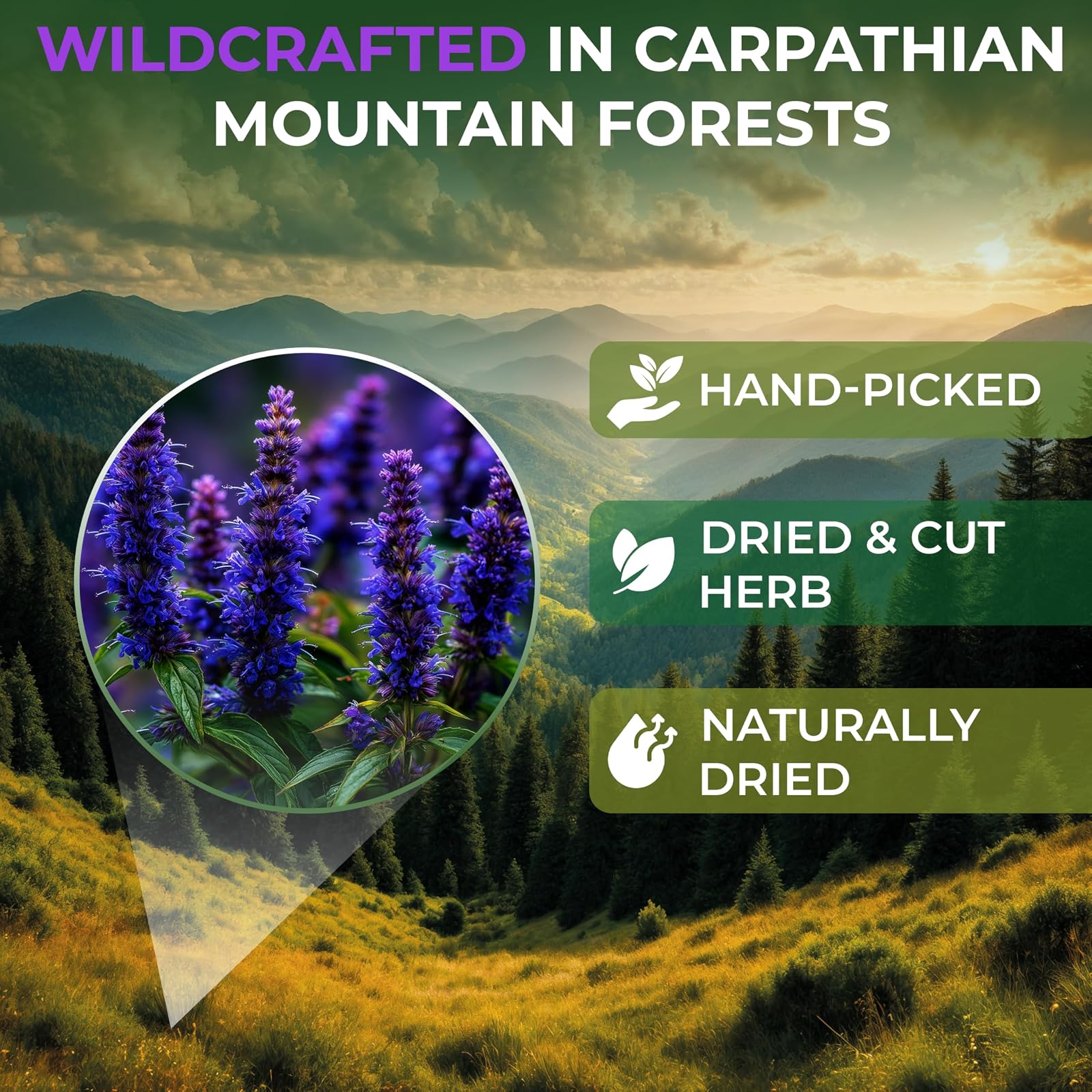 dried hyssop herb for soothing brews