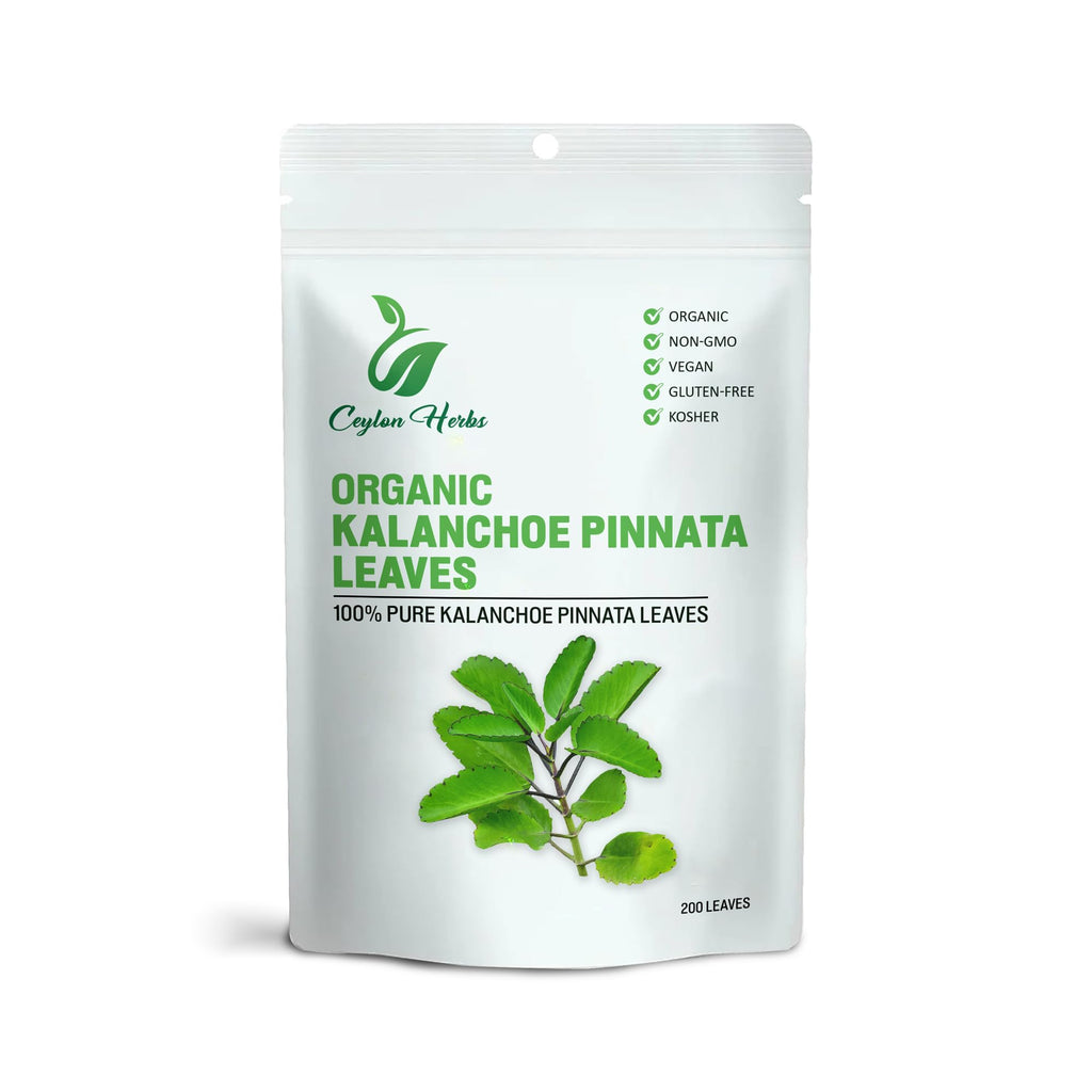 dried Kalanchoe Pinnata leaves supplement
