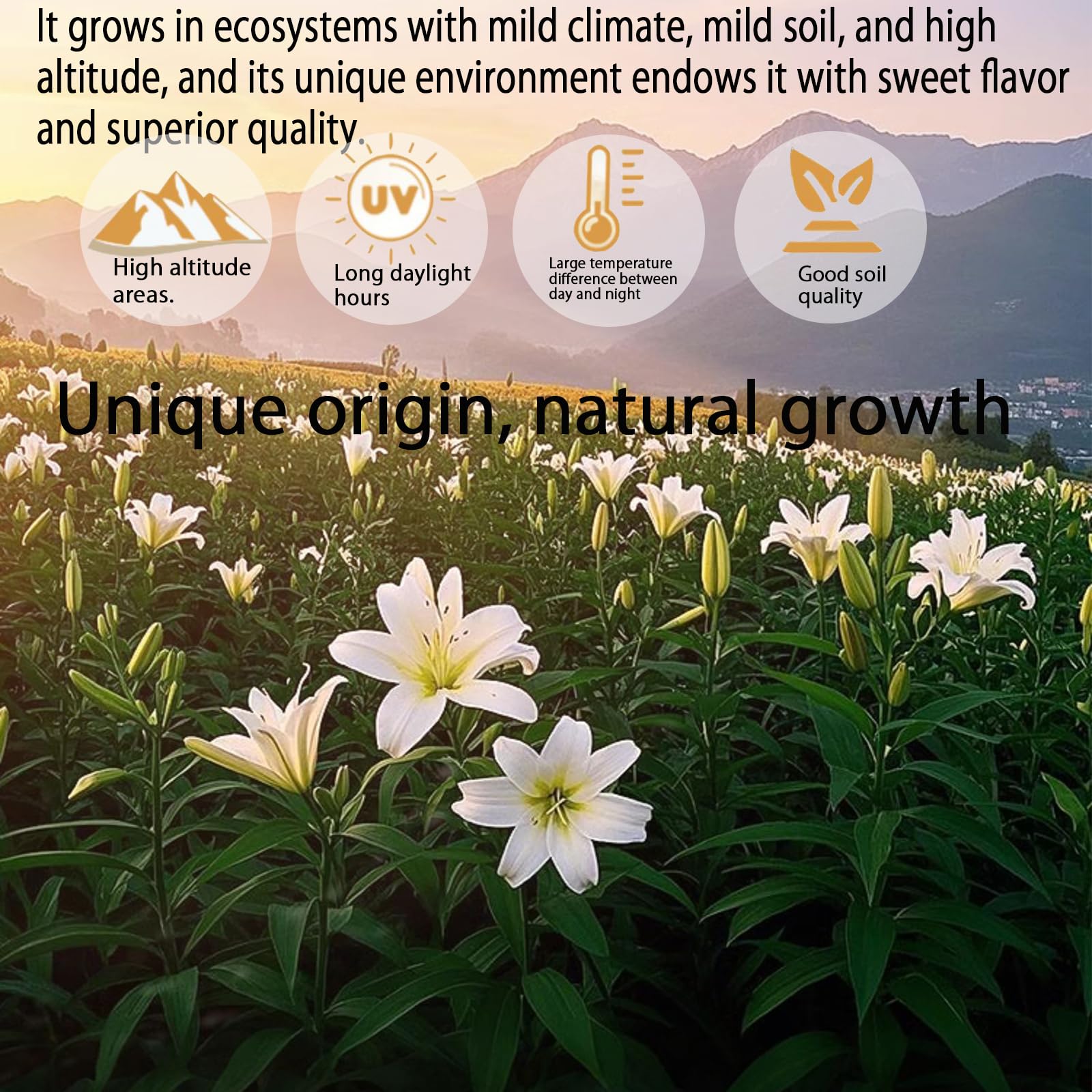 Dried lily bulb for traditional remedies