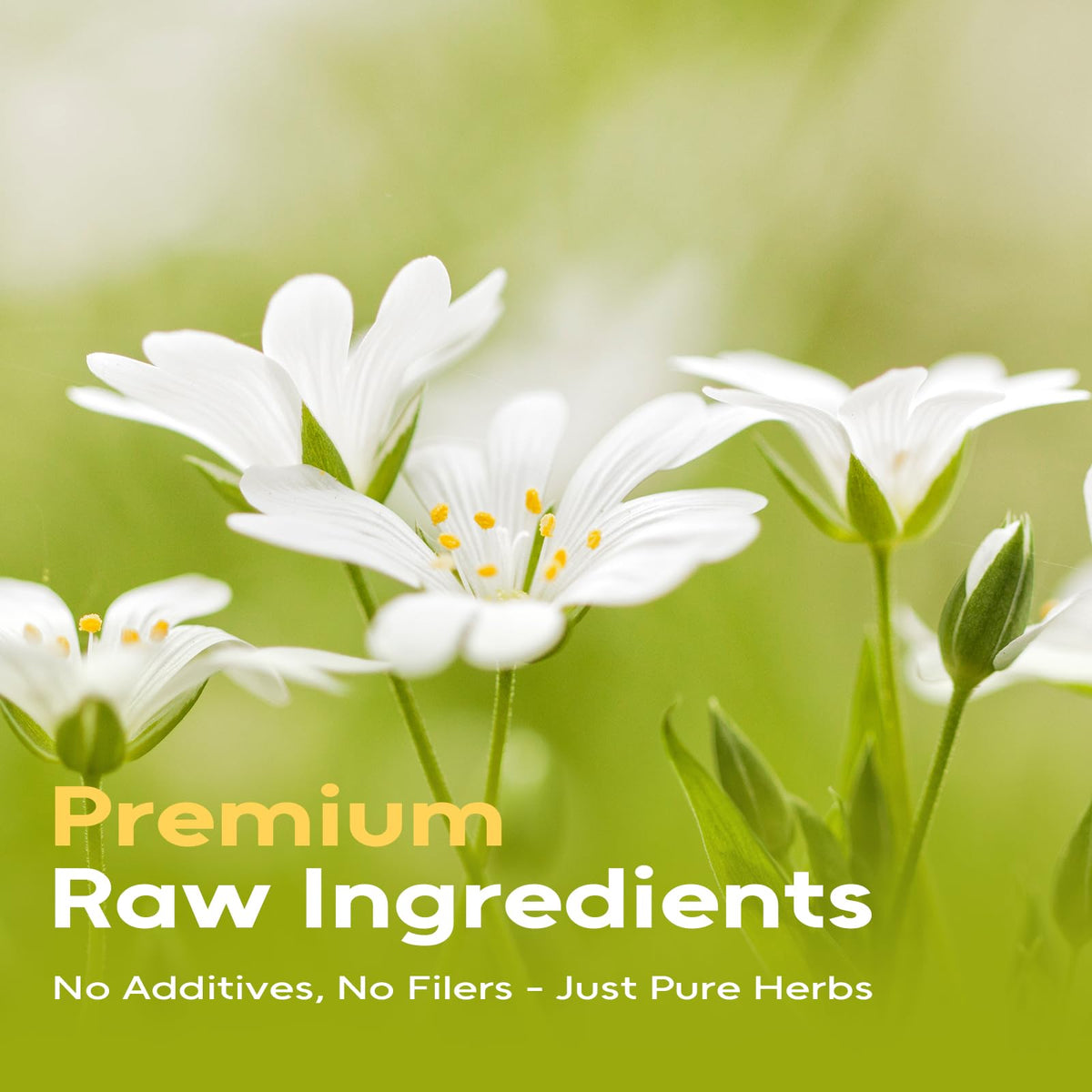 Dried loose chickweed herb benefits