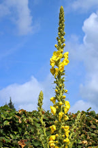 dried mullein flowers for respiratory health