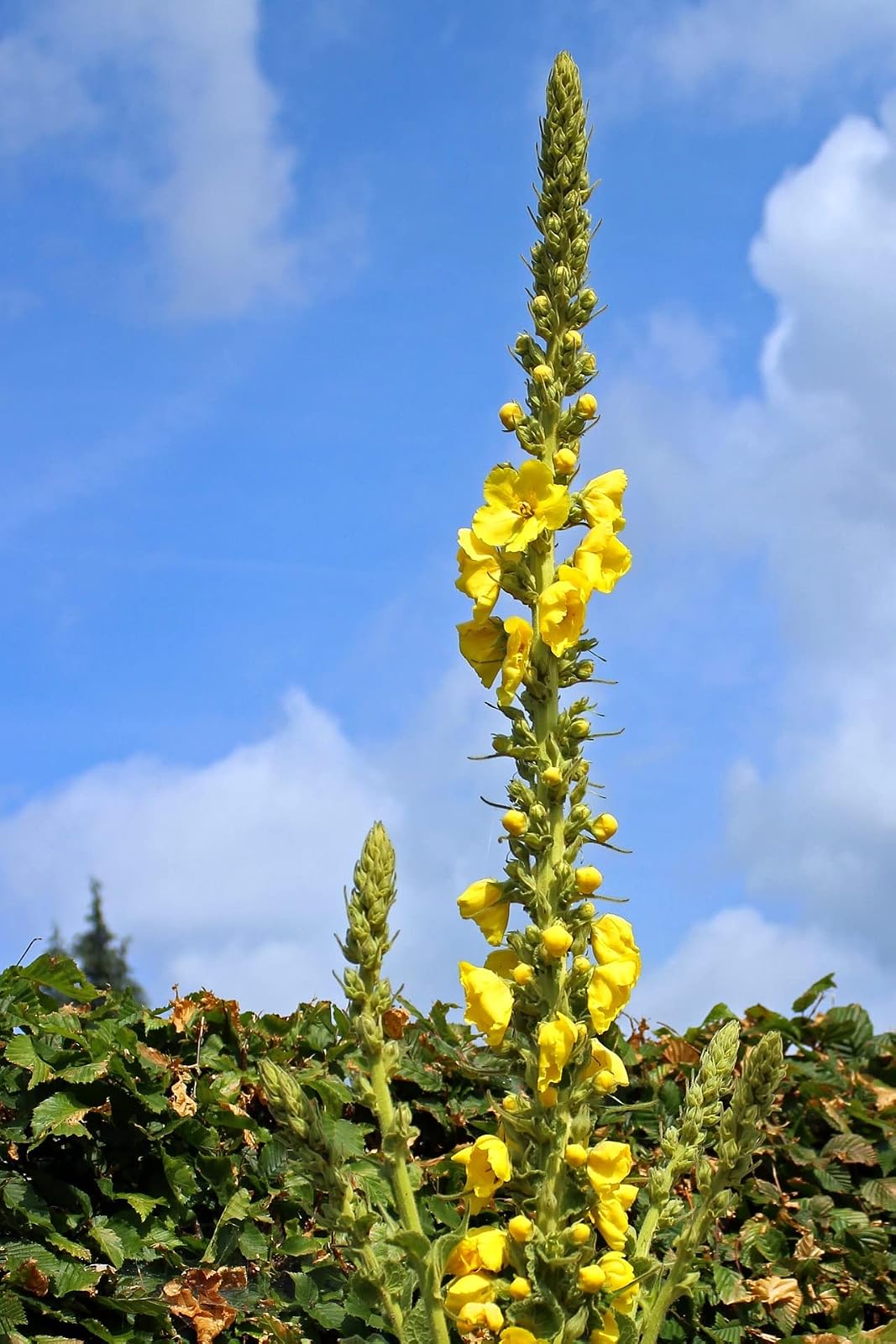 dried mullein flowers for respiratory health