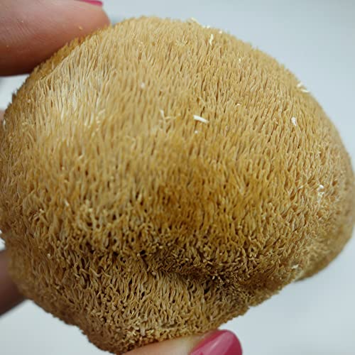 dried mushrooms for easy storage
