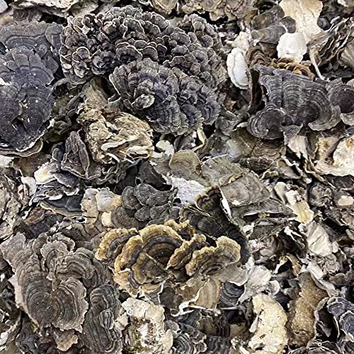 dried mushrooms for natural wellness