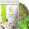 dried plantain leaf tea benefits