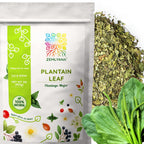 dried plantain leaf tea benefits