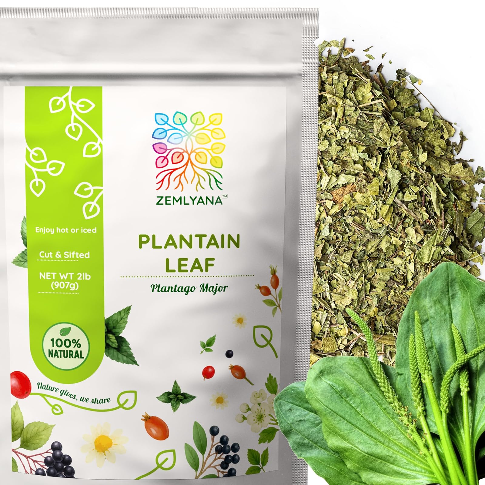 dried plantain leaf tea benefits