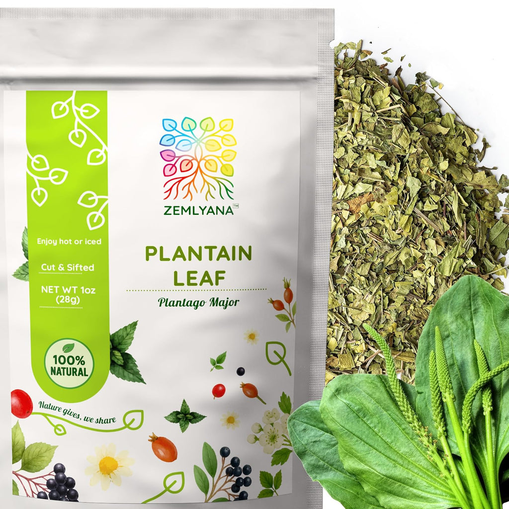 Dried plantain leaf tea benefits