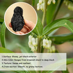 Dried Polygonatum tea for immune support