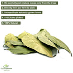 dried soursop leaves health benefits