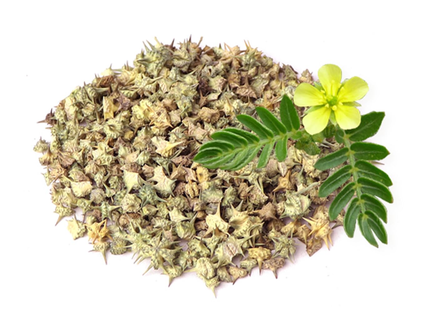 dried tribulus herbs for vitality