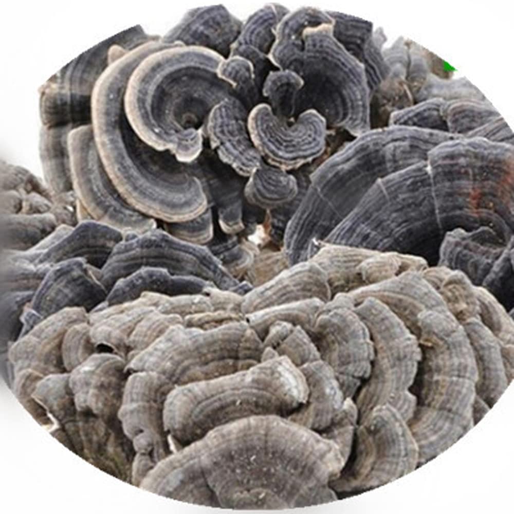 Dried Turkey Tail for immune support