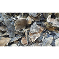 dried turkey tail mushrooms for health