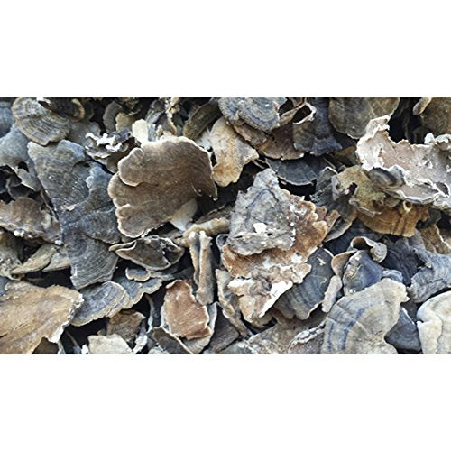 dried turkey tail mushrooms for health