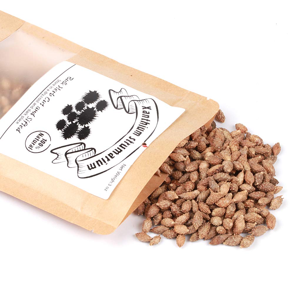 Dried Xanthium pods for holistic wellness