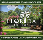 drought-resistant grass variety
