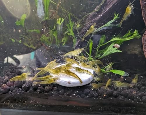durable shells for tropical fish