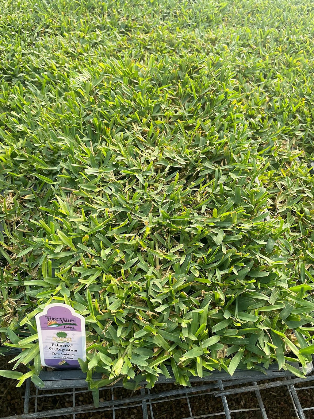 Durable St. Augustine grass plugs for sunny areas