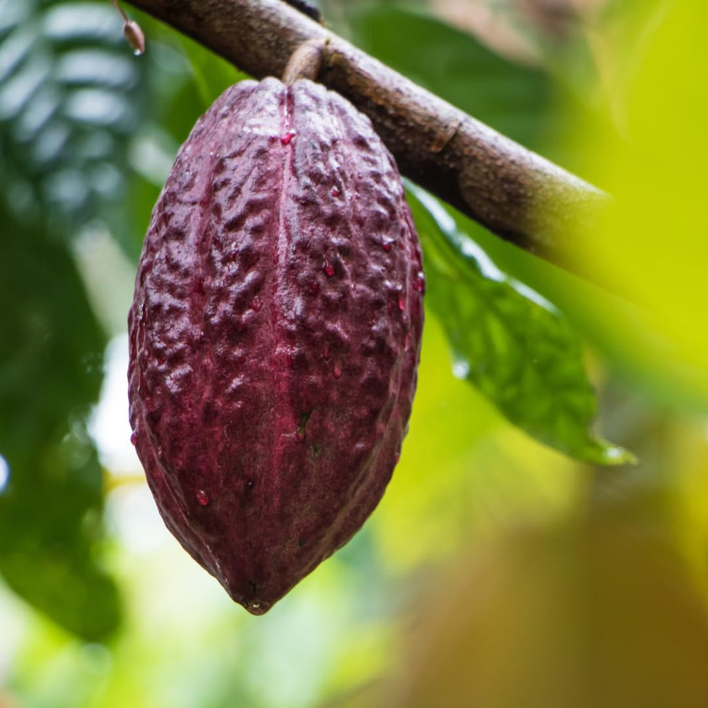 Earthborn Elements Cacao for balanced nutrition