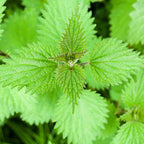 earthborn elements nettle leaf extract