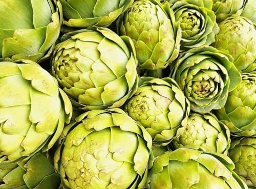 easy artichoke seeds for beginners